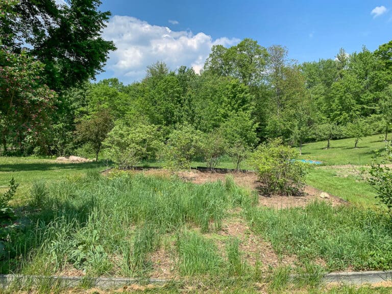 Raised Blueberry Bush Garden Bed - Rooms For Rent blog